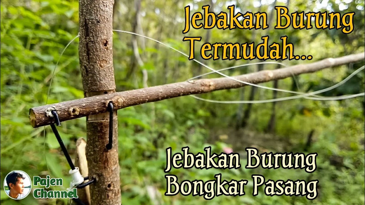 Jebakan Burung Dari Ranting Kayu - Jebakan burung termudah - YouTube