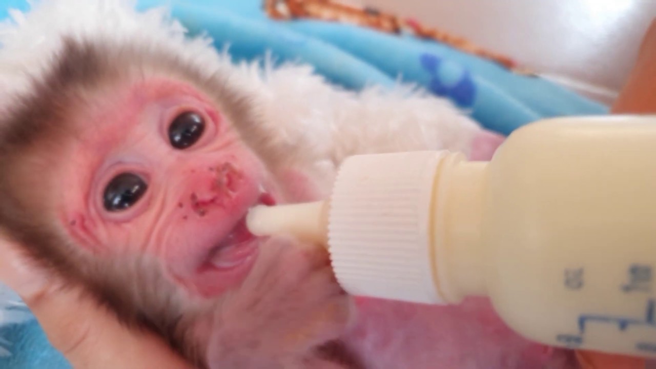 Orphan Newborn Monkey Aba Cry Very Much Hungry 🍼🍼🍼 - YouTube
