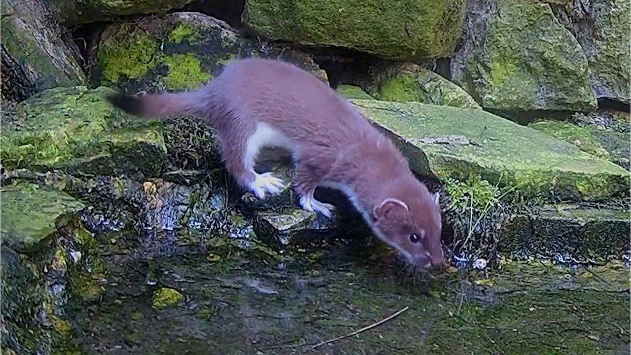 Rescued Stoat Kit Discovers Pond | Rescued & Returned to the Wild ...