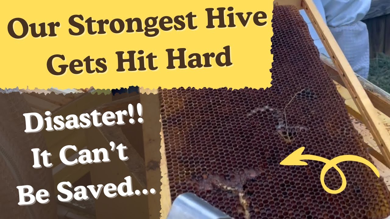 WAX MOTHS DESTROY OUR HIVE | BEEKEEPING | SAVING THE BEE HIVE COLONY ...