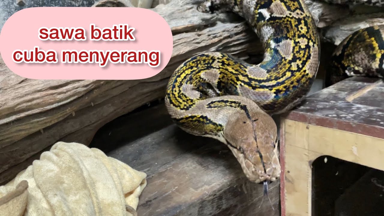 ular sawa nak telan tel.. - YouTube