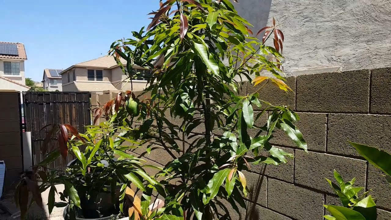 Alampur Baneshan Mango 1 Year update - YouTube