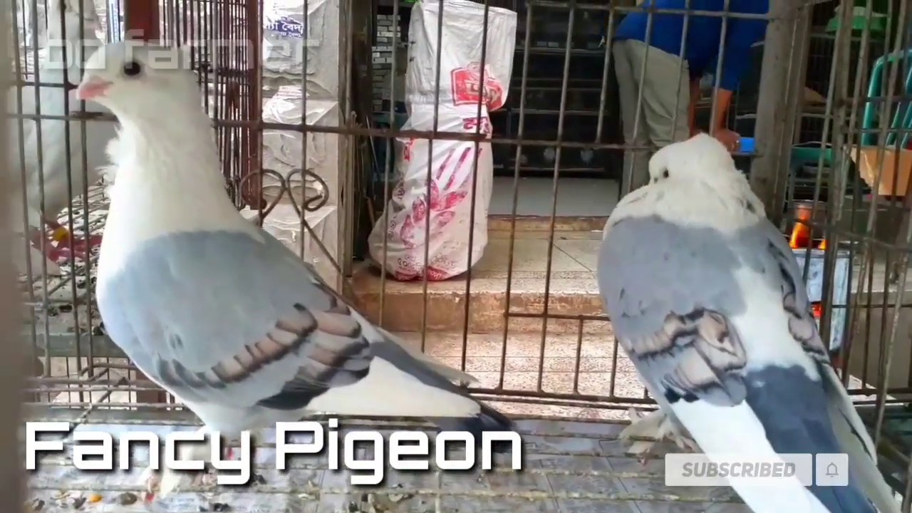 Most Beautiful Unique Exotic pigeons Farm in the World. Most Beautiful ...