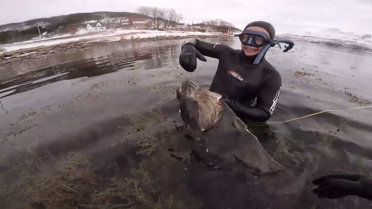 Spearfishing 70kg Halibut, Norway - YouTube