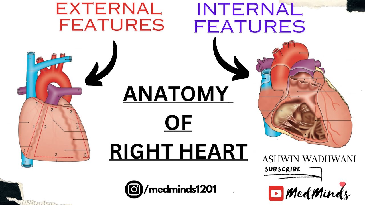 Right Heart Anatomy | External Features | Internal Features of Right ...