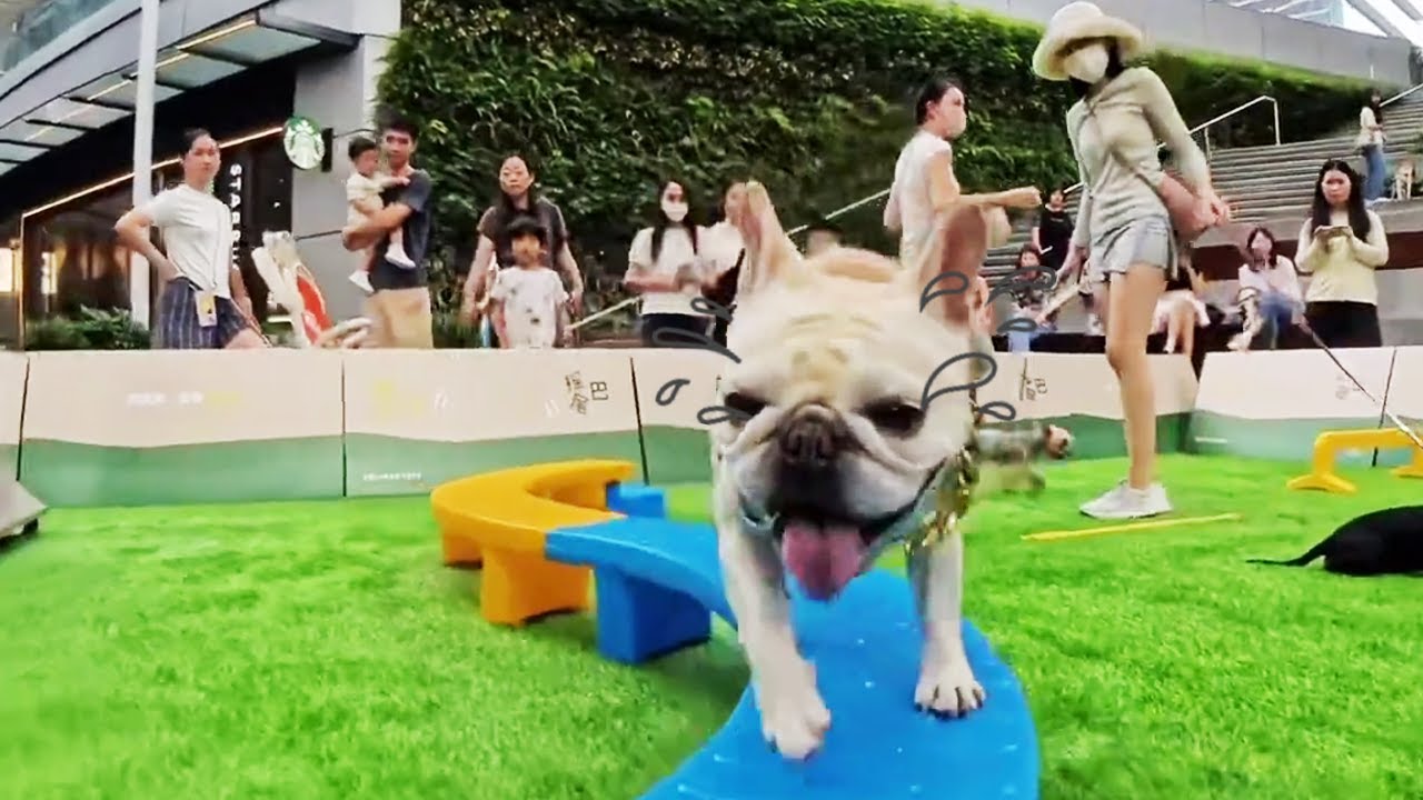 The dog went to the party and rode the roller coaster | 狗狗参加聚会玩了过山车 ...