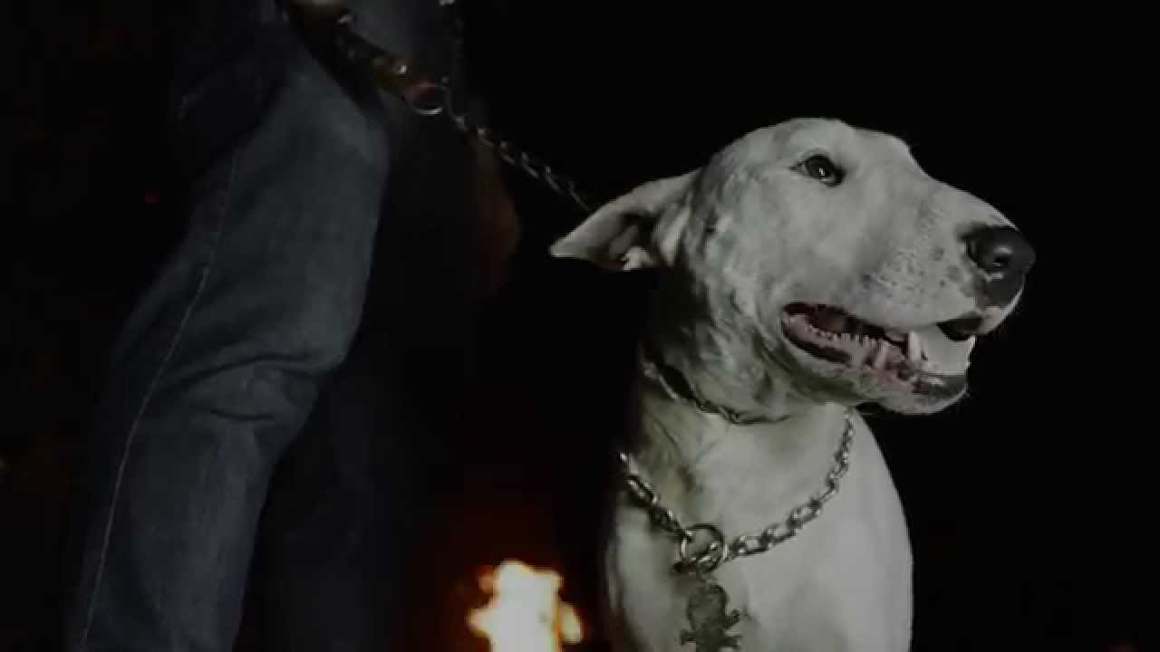 PERROS LOCOS - "Hasta El Final" - Videoclip Oficial - YouTube