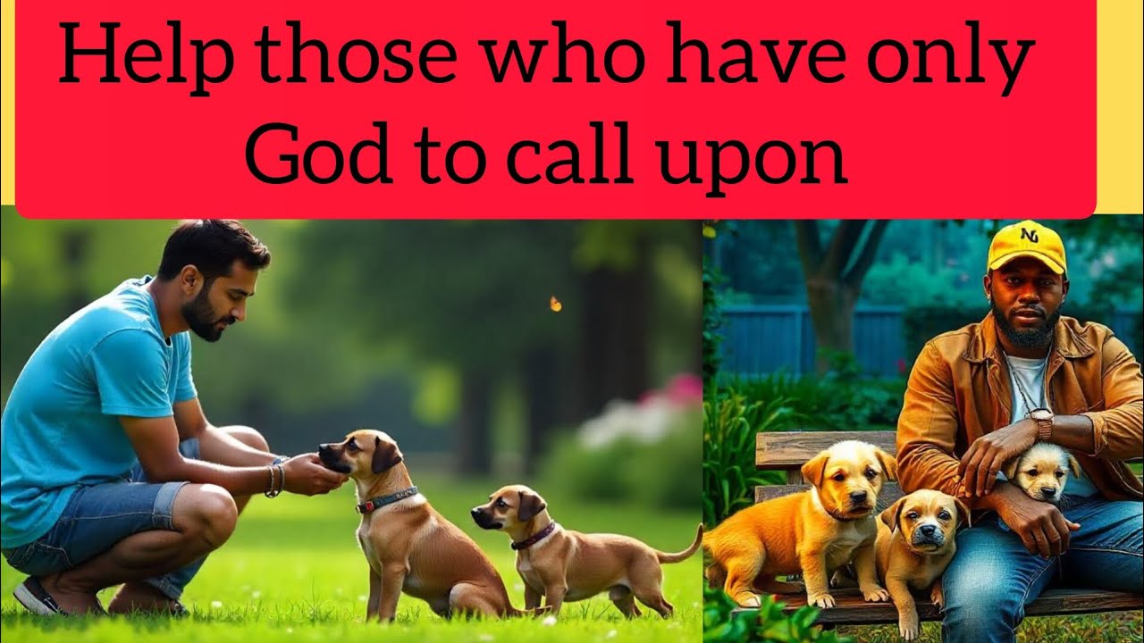 feeding hungry puppies and dogs 🐕🐕 l serving animals #humanity #animal ...