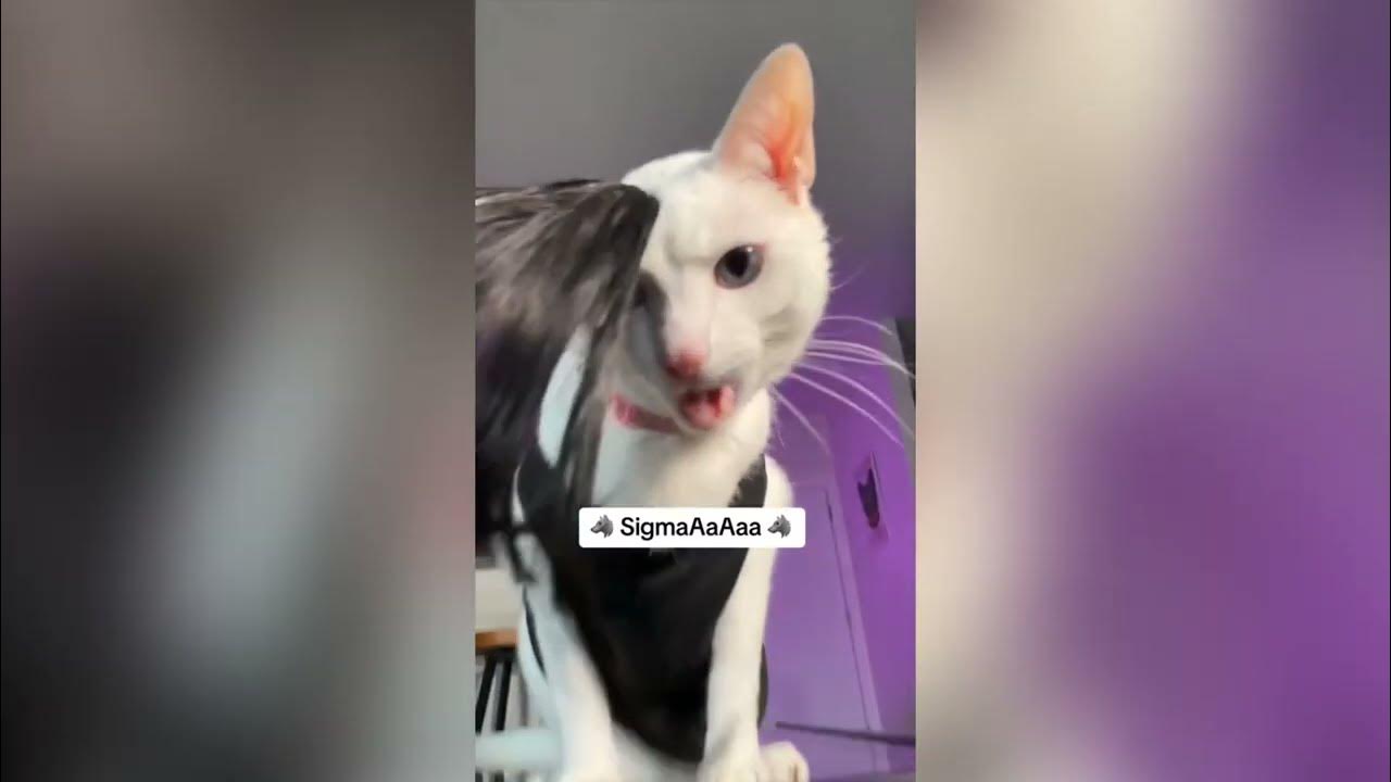 Emo Cat Sticking Out Your Gyat For The Rizzler You're So Skibidi You're So Fanum Tax I Just ...