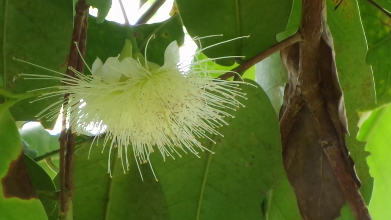 ชมพู่ (Chom-poo) - Rose Apple 5 - YouTube