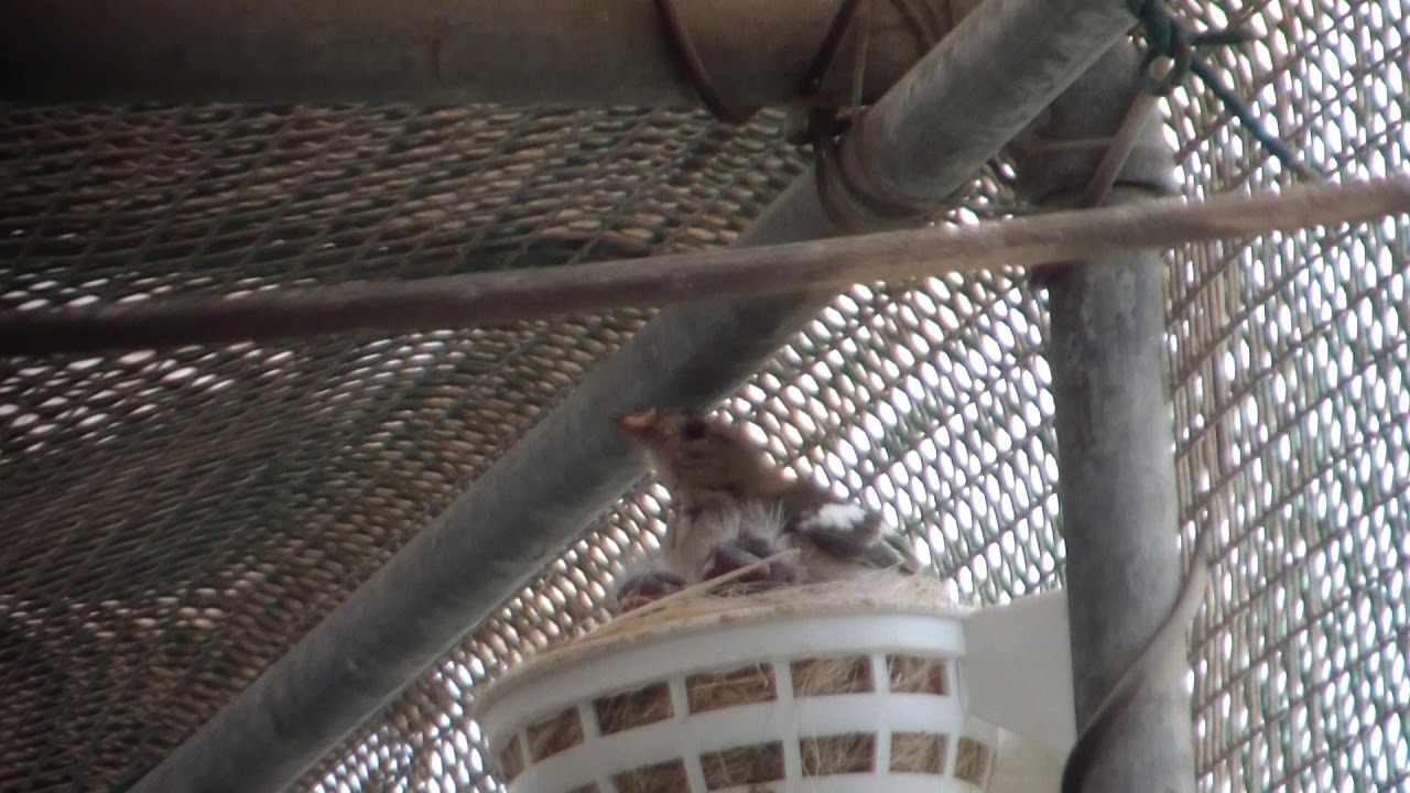 Female Chaffinch feeding her chicks - 2018 - YouTube