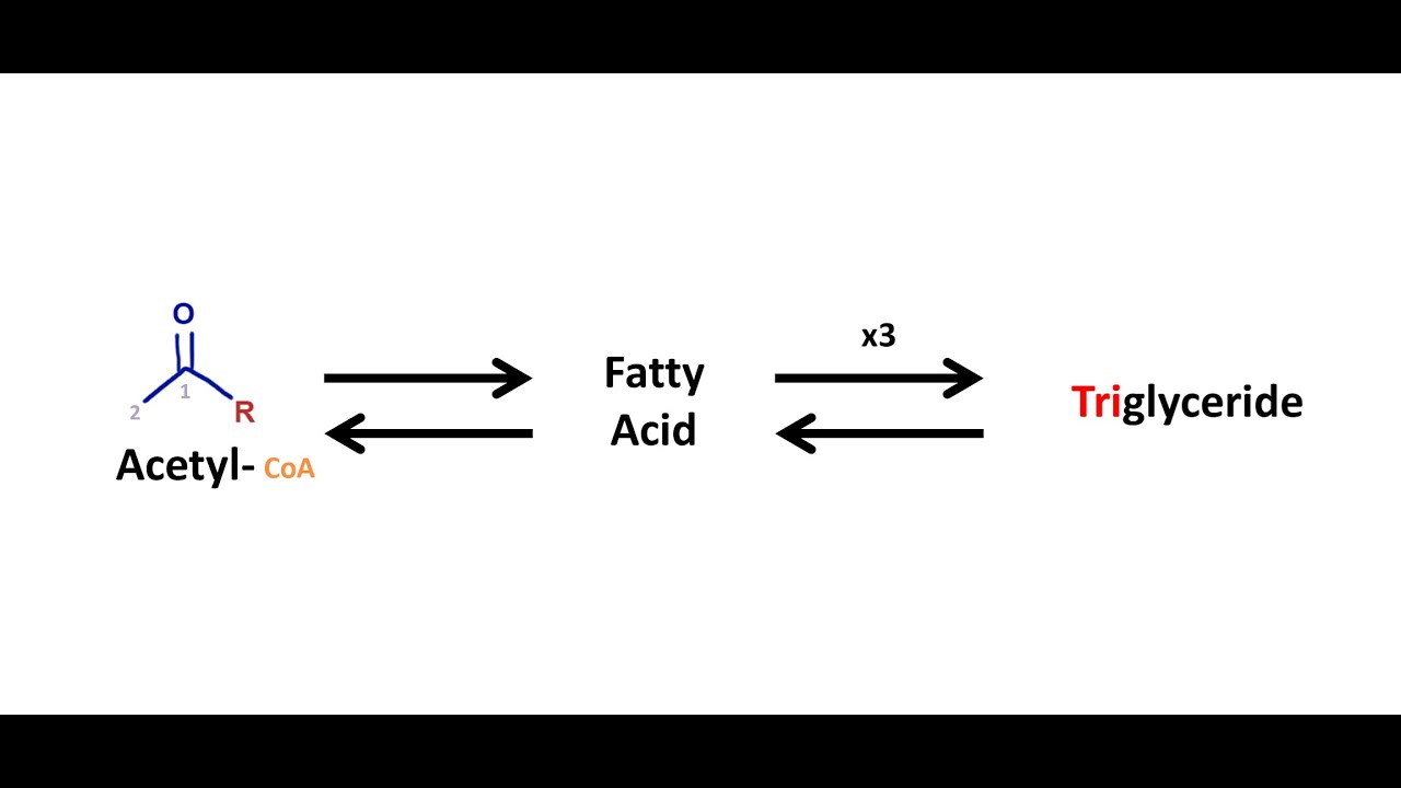 Triglycerides and Fatty Acids Made Ridiculously Easy - YouTube