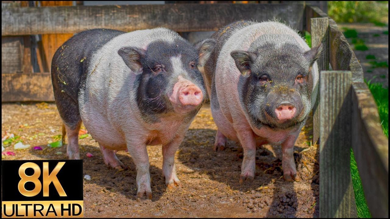 A pig ( Sus domesticus) is a domesticated, omnivorous mammal, also ...