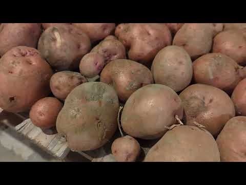 How to Harvest, Cure, and Store Potatoes (2023) - YouTube