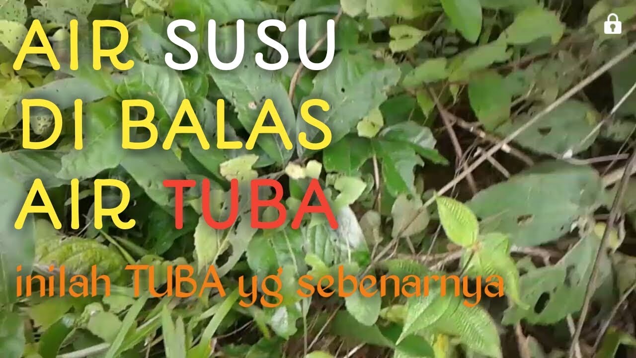 inilah pohon TUBA yang di jadikan pepatah air susu di balas air tuba ...