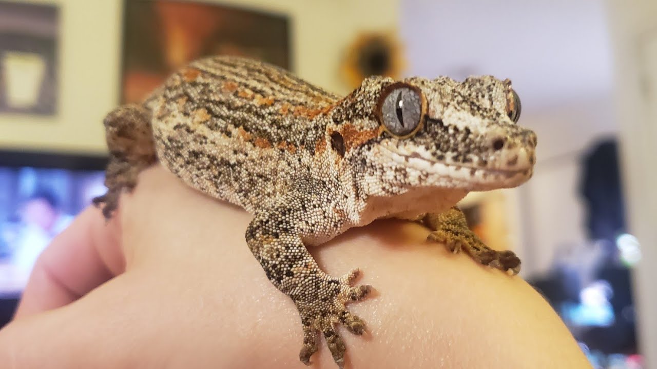 Update on "Garlou" my 7 year old gargoyle gecko (check description ...