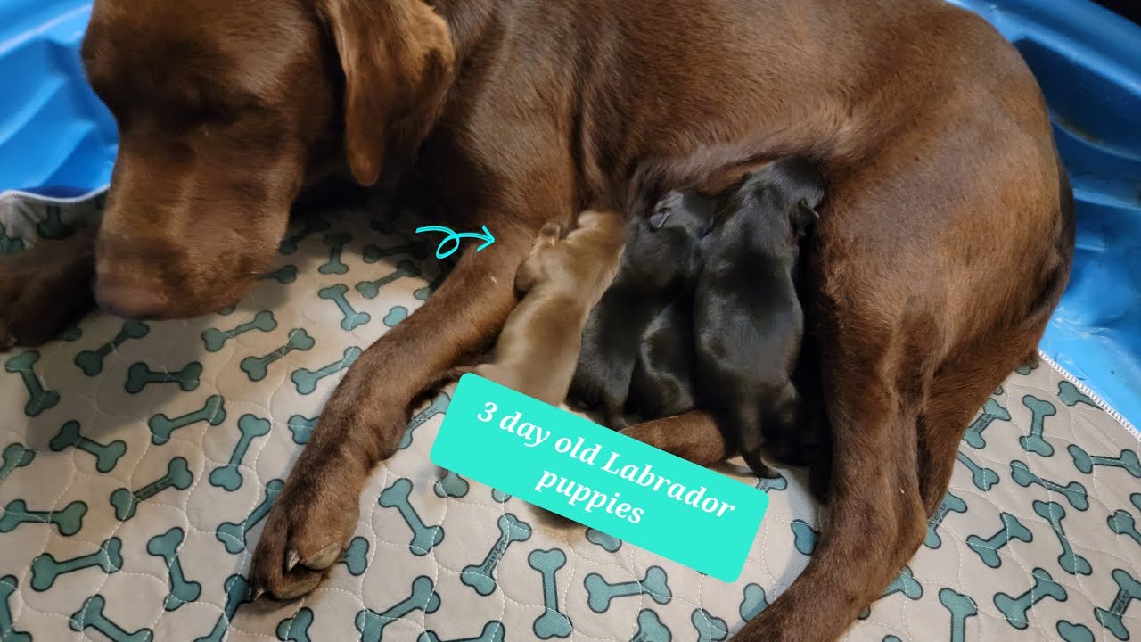 3 Day Old Labrador Puppies: The CUTEST PUPPIES EVER! - YouTube