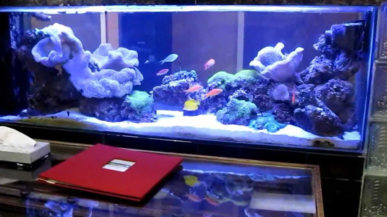 120 gallon In-wall Reef Aquarium - YouTube