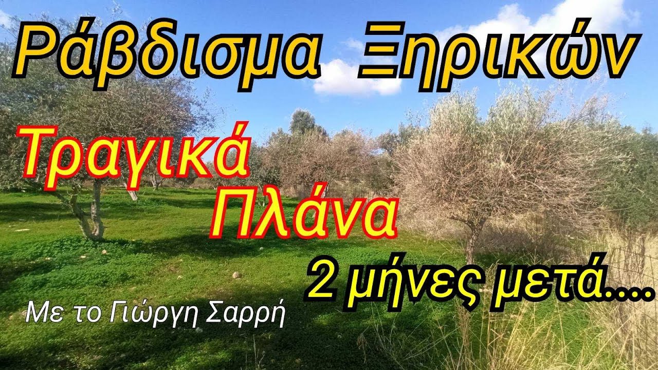 Δε Μπαίνουμε Νωρίς Για ΡΑΒΔΙΣΜΑ- ΞΗΡΙΚΟΙ ΕΛΑΙΩΝΕΣ- ΤΙ ΠΡΟΣΕΧΟΥΜΕ- ΤΙ ...
