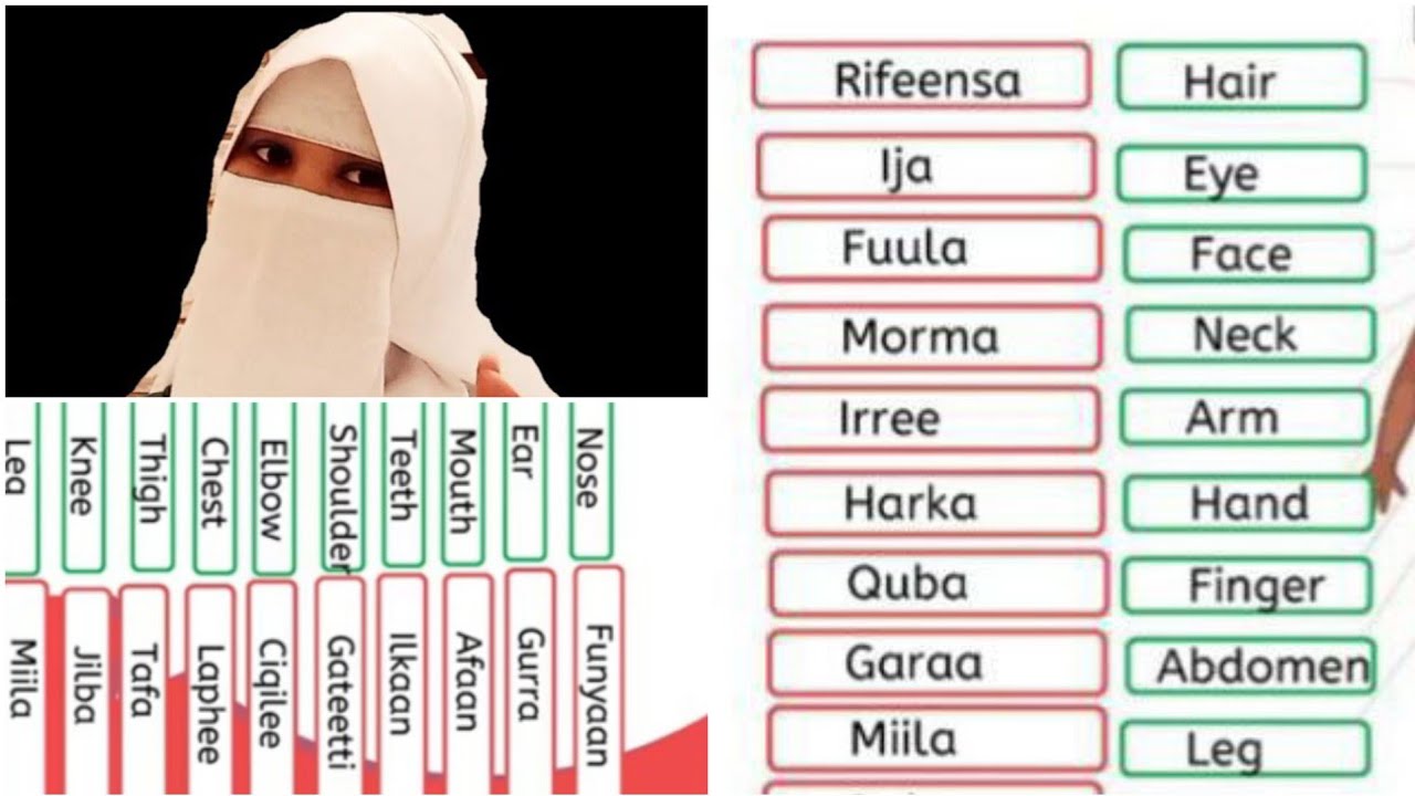 Learning Afan Oromo In English Part 11 Barumsaa Afaan Oromoo Fi learning-afan-oromo-in-english-part-11-barumsaa-afaan-oromoo-fi