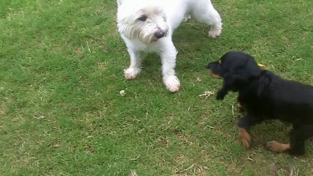 Cocker Spaniel puppy Leo & Westie Paddy legging it. - YouTube