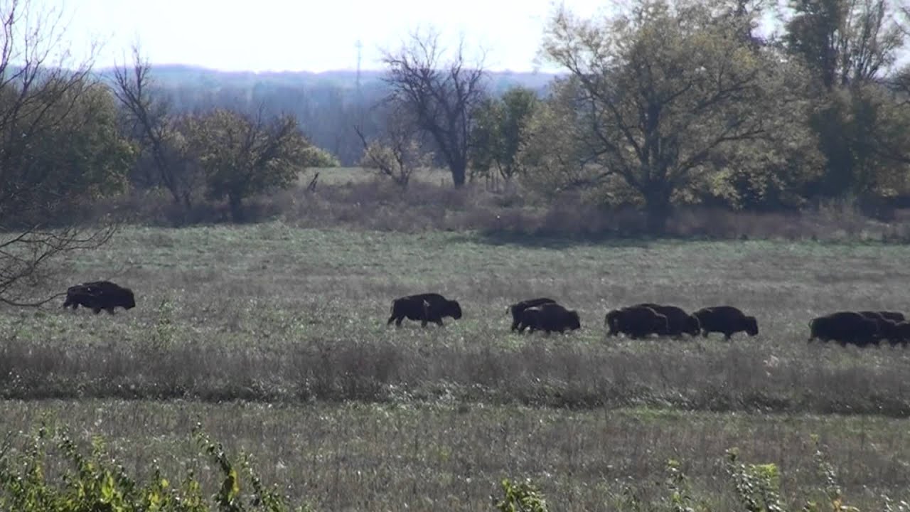 Bison at Midewin National Tallgrass Prairie - YouTube