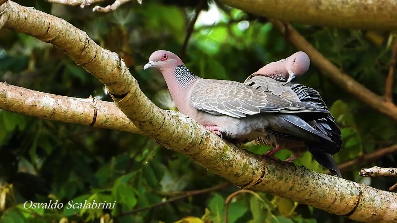 POMBA-ASA-BRANCA acasalamento (PATAGIOENAS PICAZURO), PICAZURO PIGEON ...