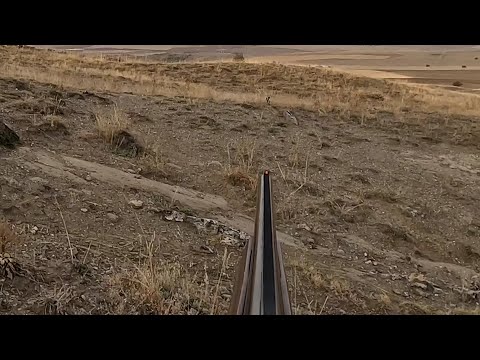 2023 Sezonu seçme Tavşan vuruşları. #harehunting #gopro11 #partridgehunting #venza