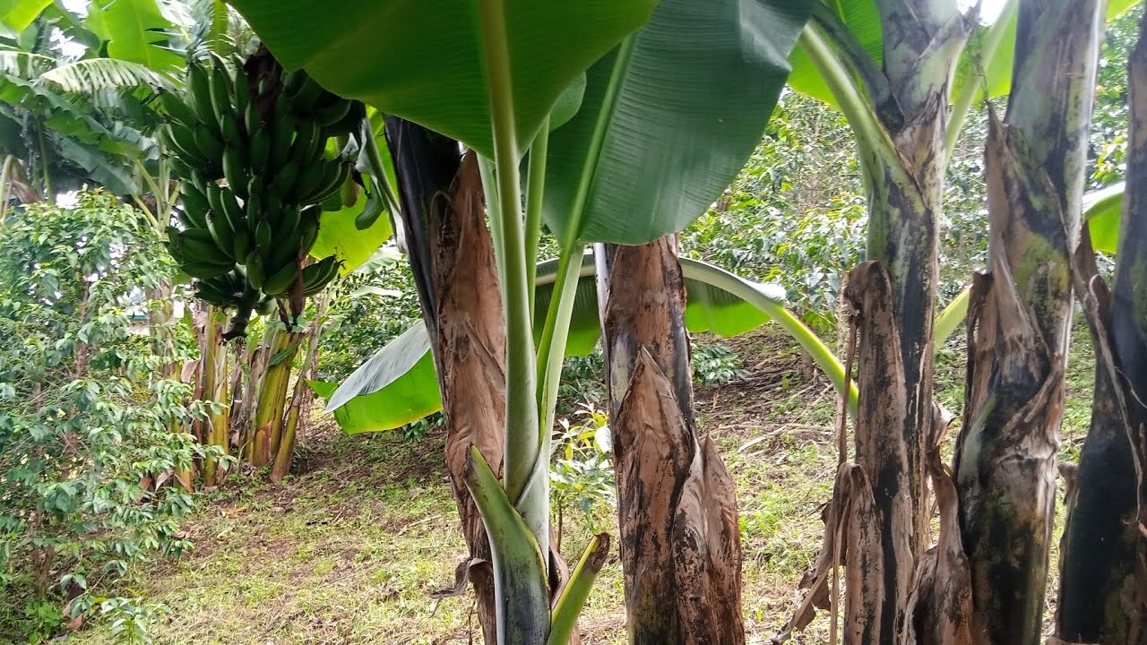 Banana (Matoke) farming #farming #food security #nutrition #brasa show ...