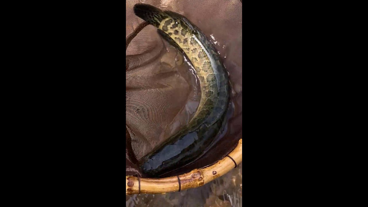 가물치 플라이낚시 Snakehead Fly Fishing - YouTube