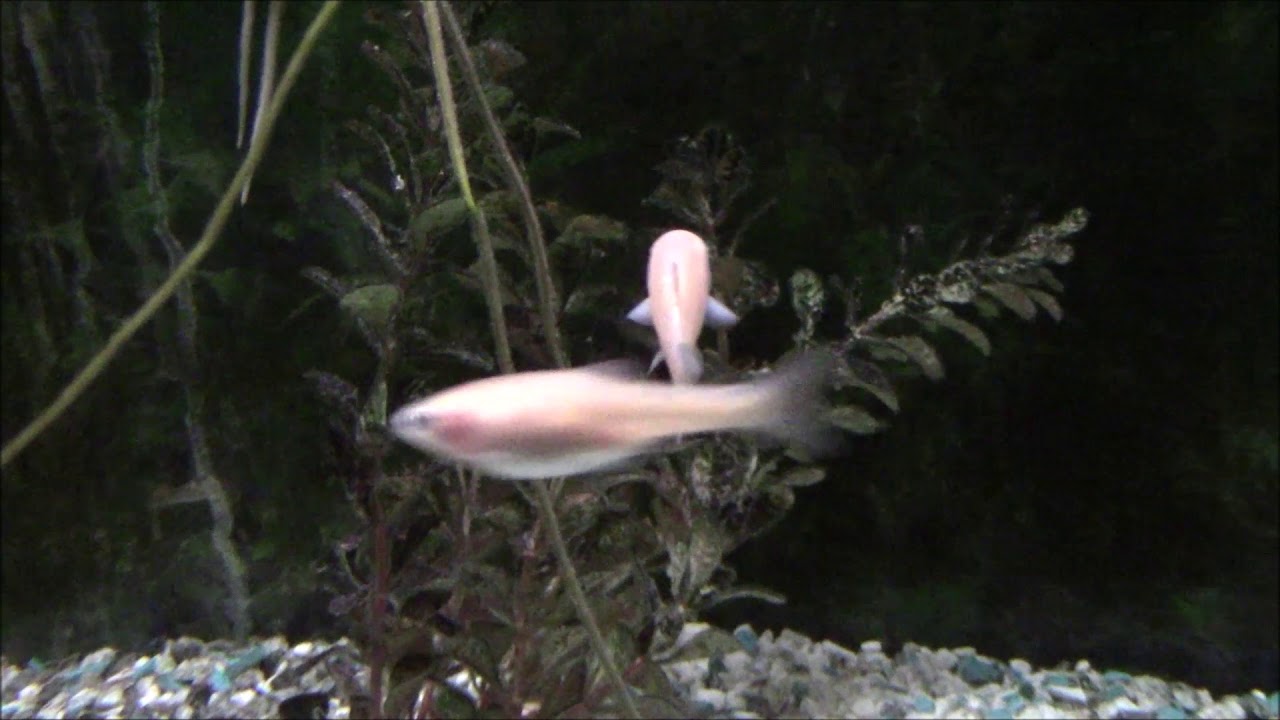 Rosy Red Minnows In My Aquarium - YouTube