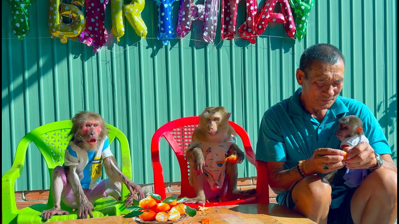 Beautiful Monkey Sam is eating delicious fresh fruit - YouTube