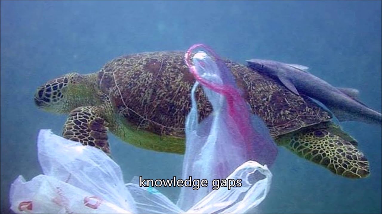 Pollution news. Sea turtles face plastic pollution peril - YouTube