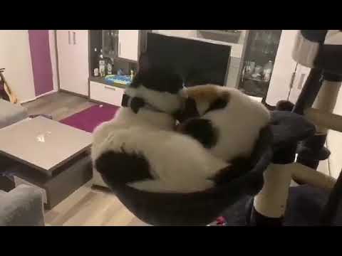 Wendy Haley - Abigail Leela - YouTube