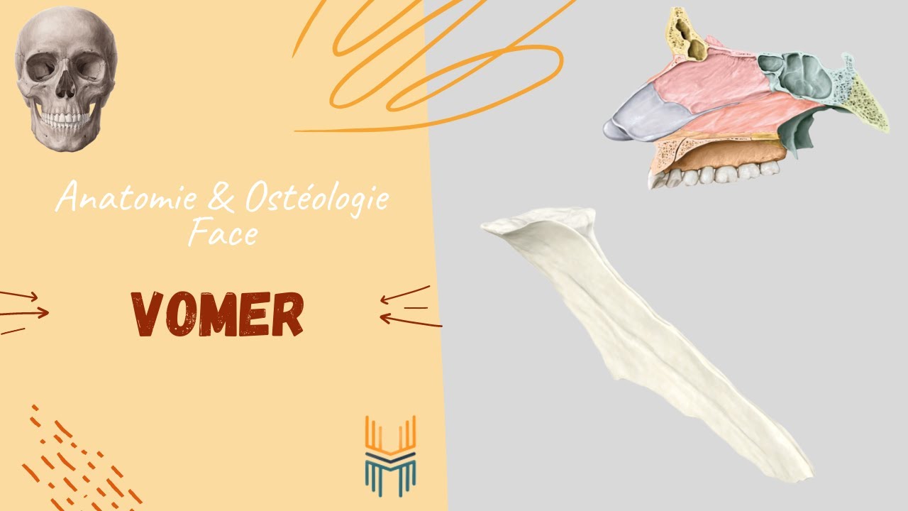 Anatomie & Ostéologie du Vomer - YouTube