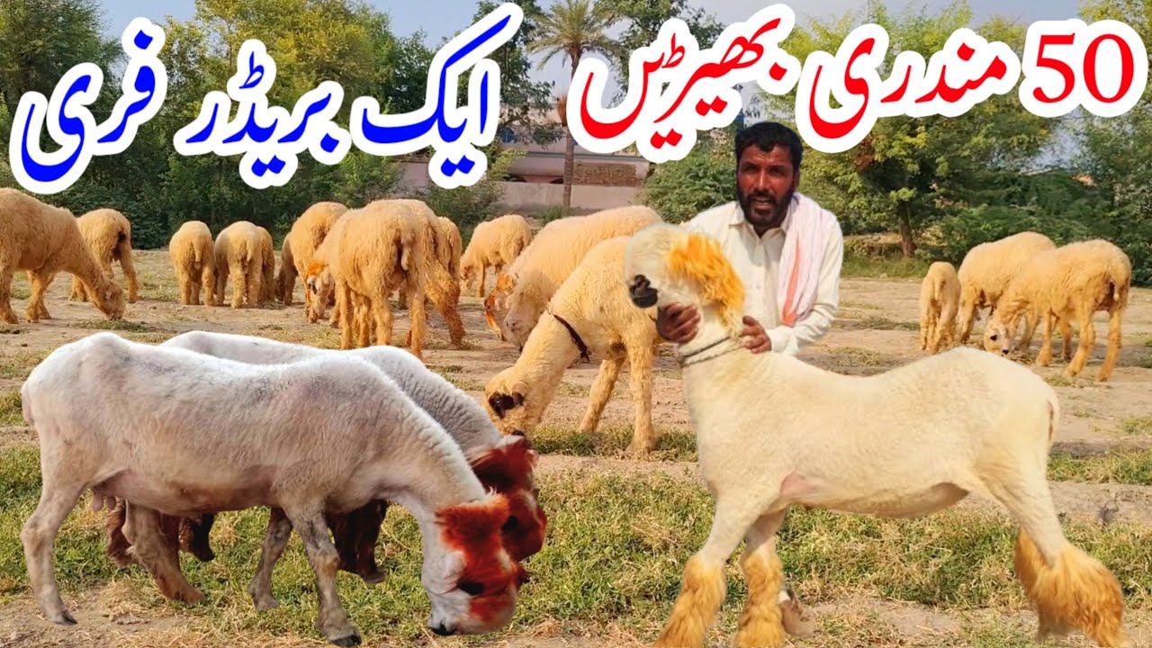 Sheep farming in Pakistan,, 50 pregnant sheeps at Khalid Bhai only ...