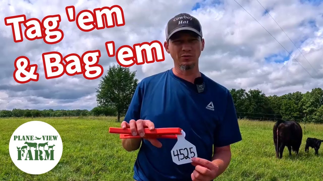 How to Tag Cattle (The EASY Way) - YouTube