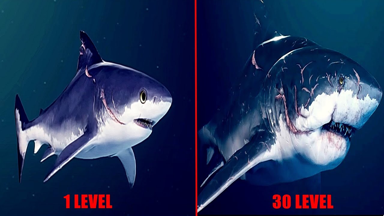 Baby Shark ! Maneater I 1 Level Vs 30 Level Comparison I - YouTube