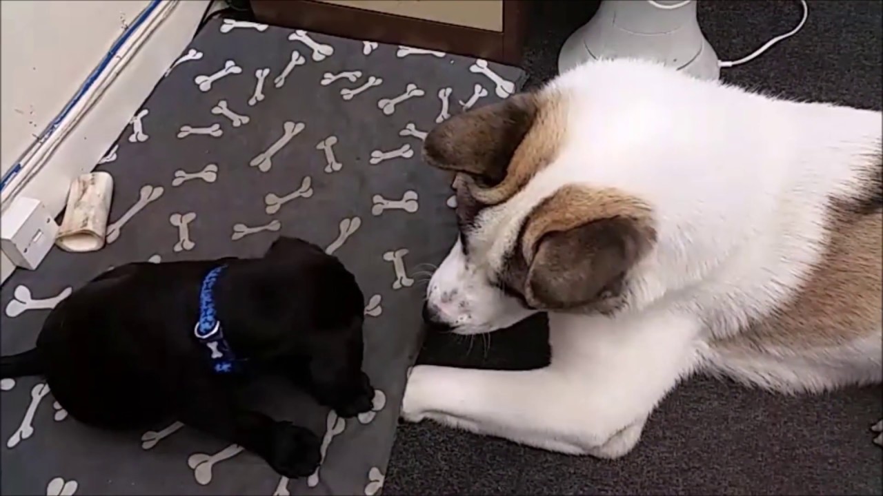 Akita meets Labrador puppy - Japanese Akita Black Labrador - YouTube