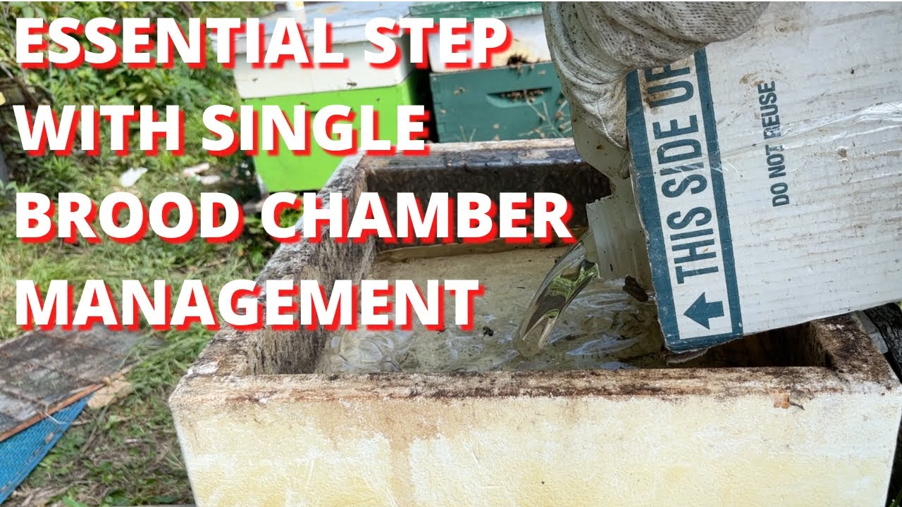Essential step with single brood chamber management - YouTube
