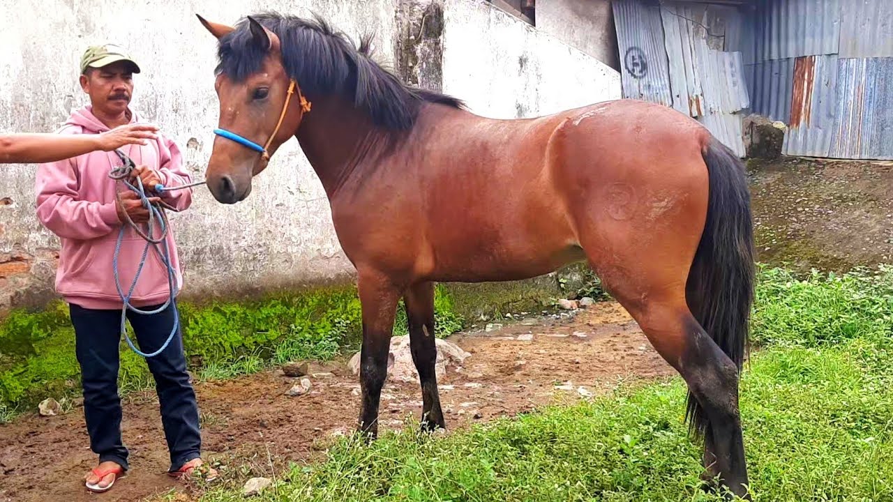 KEDATANGAN BANYAK KUDA BAGUS SEPERTI INI PENAMPAKANNYA | JUAL BELI KUDA ...