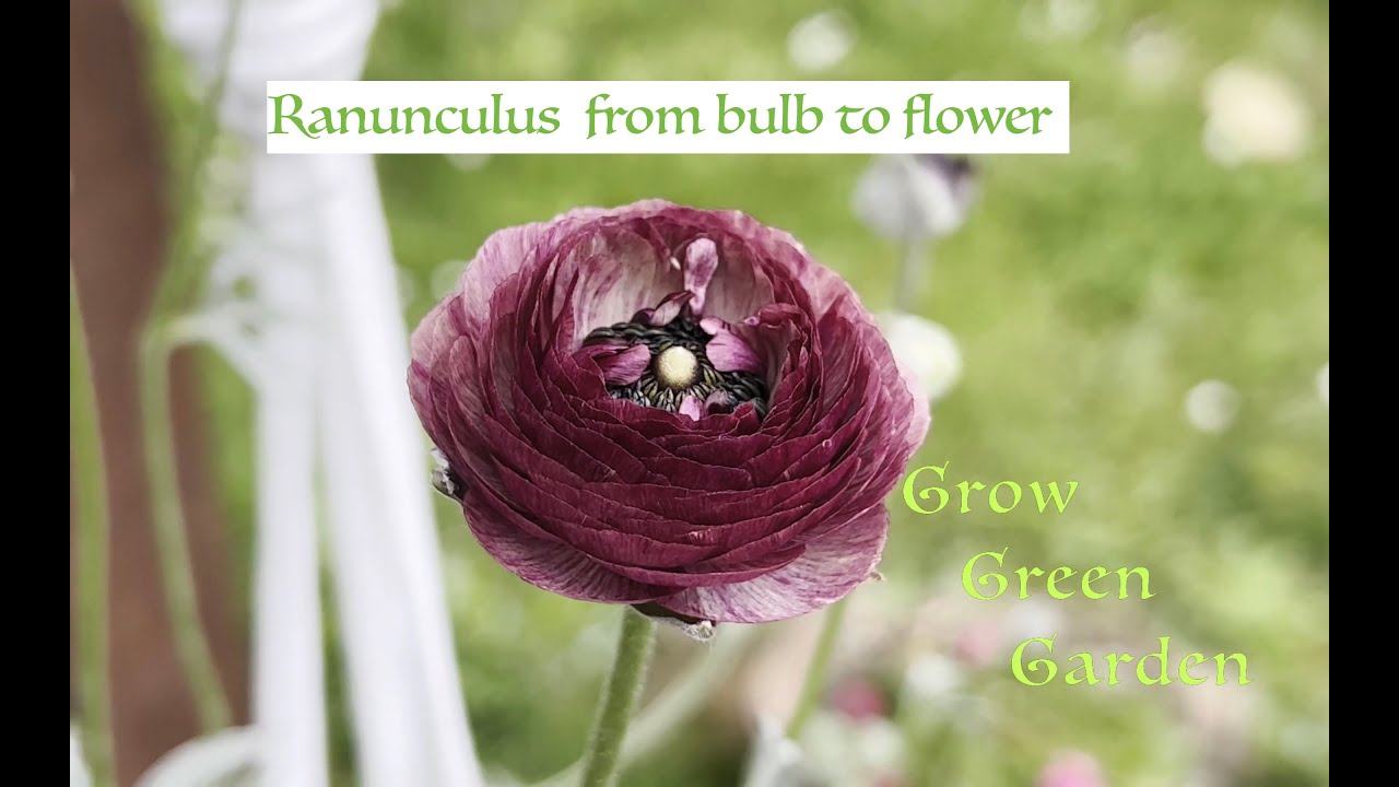 Ranunculus from bulb to flower 🌻🪴🌼 - YouTube