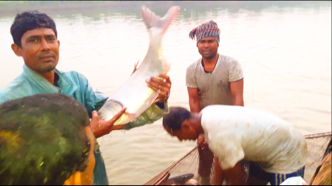 Amazing Fishing I Bangladeshi Local Pool Fishing Catching Using Net ...