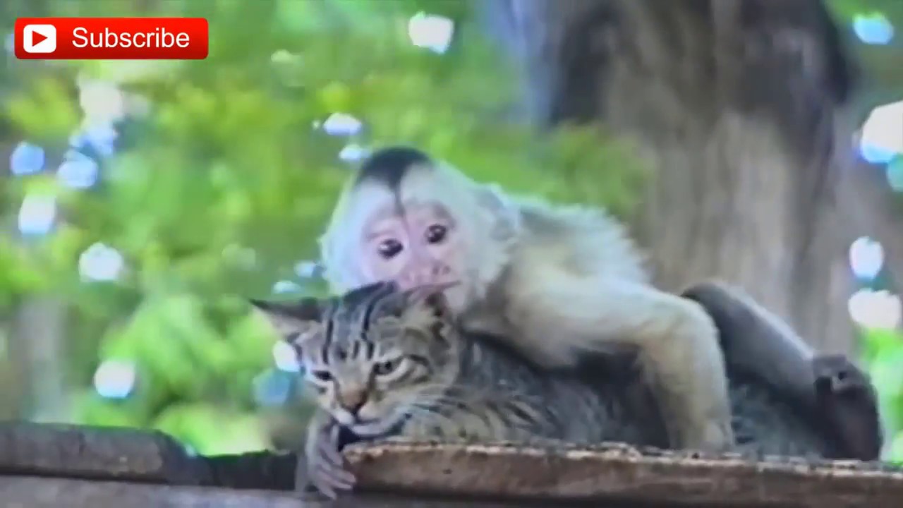 Laughing with Monkeys | Naughty Monkey vs Cats Videos Compilation 2017 ...