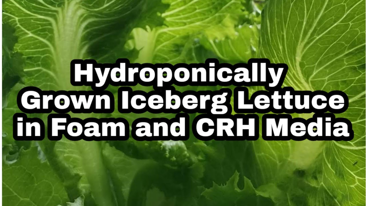 Hydroponically Grown Iceberg Lettuce in Foam and CRH Media - YouTube