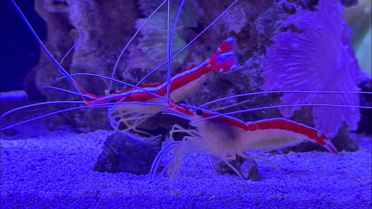 Skunk cleaner shrimp care and they have eggs - YouTube