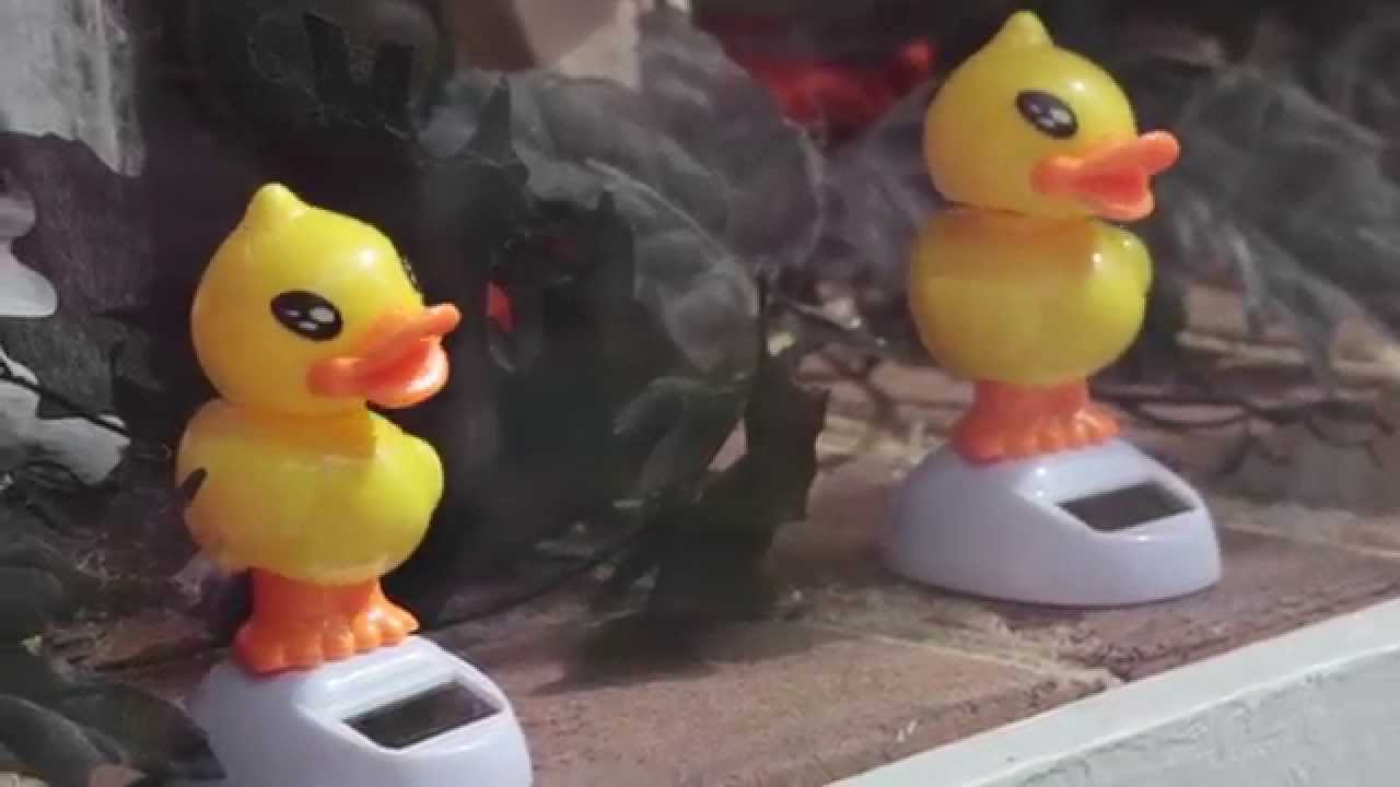 Dancing Ducks and loop artist Brian Fitzy - Celtic Fest 2015 - YouTube