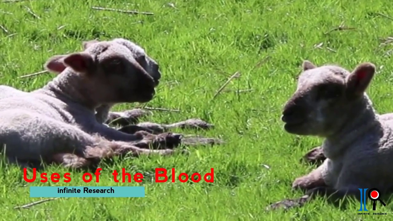 Uses of Animal Blood | Slaughtering Saga| - YouTube
