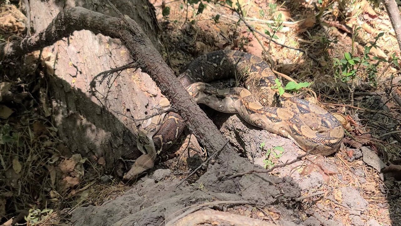 LOS PELIGROS DE LA CACERÍA! BOA CONSTRICTORA O MASACUATA - YouTube