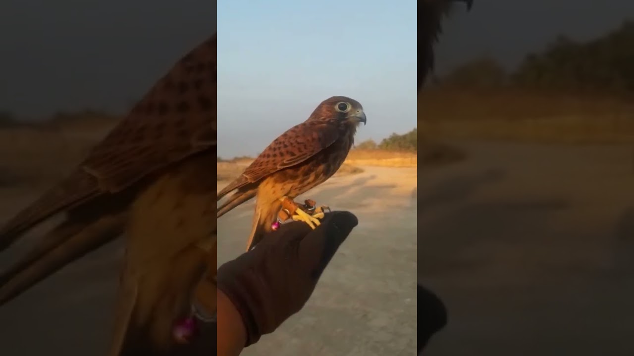 Falcon free flying practice - YouTube